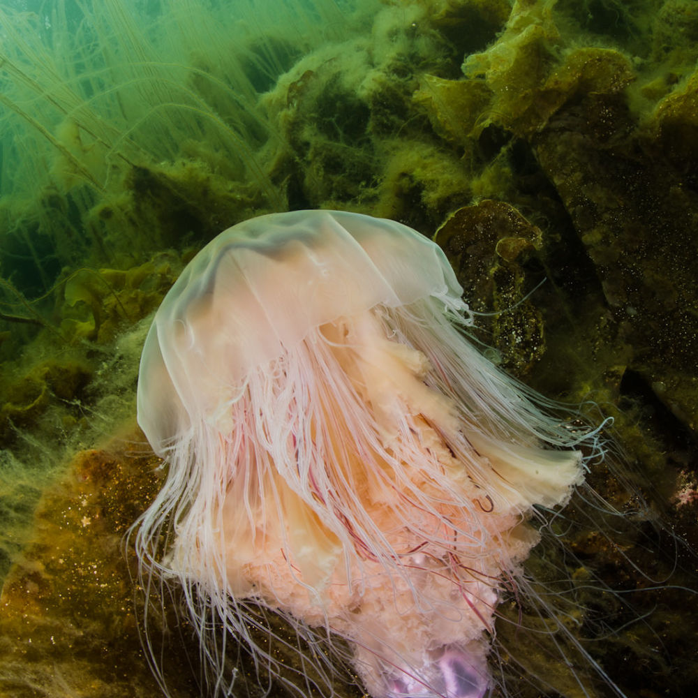 ALLA SCOPERTA DEL NORD – L’incredibile biodiversità norvegese ...