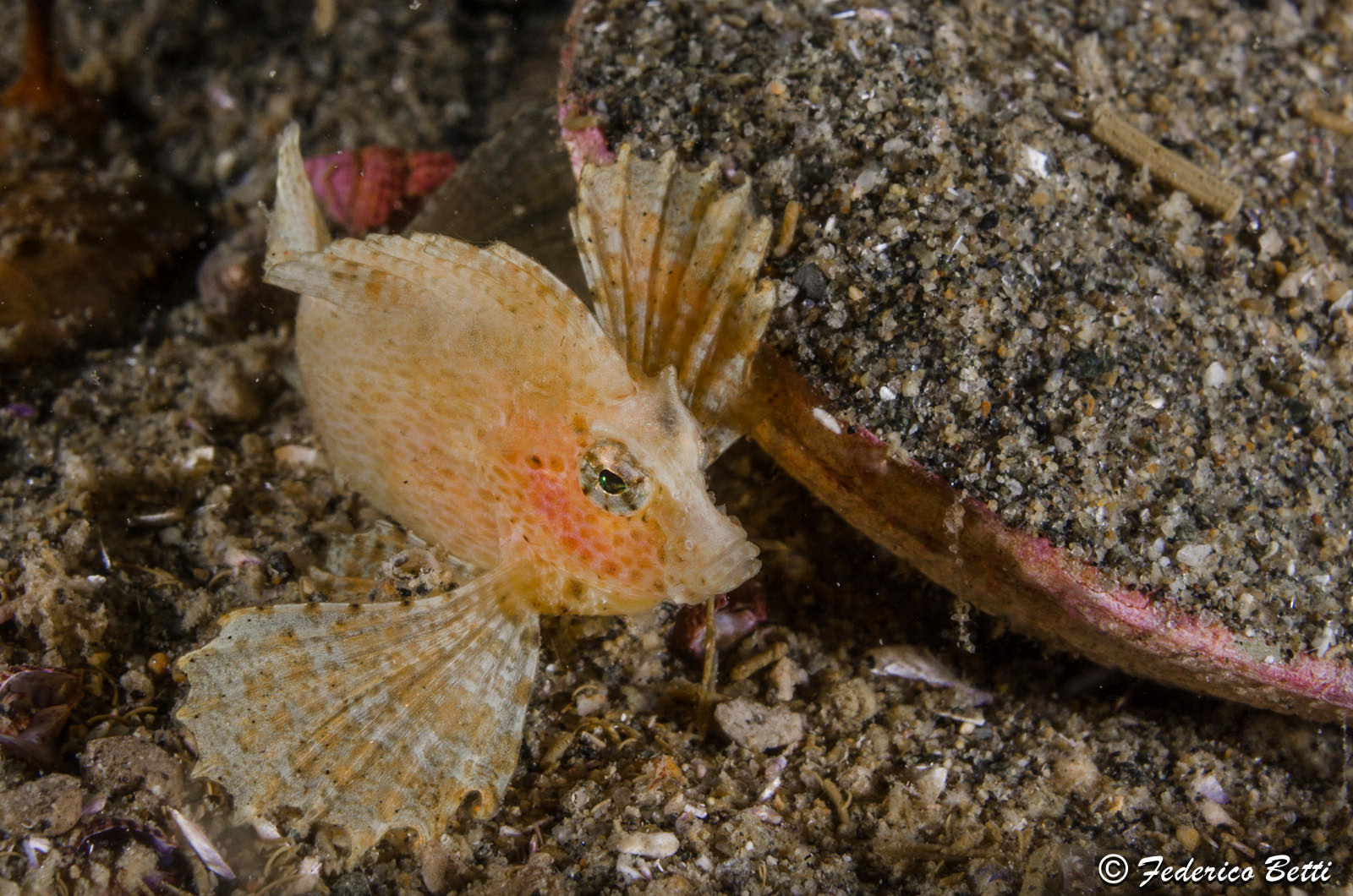 ALLA SCOPERTA DELLA PATAGONIA CILENA – Spedizione 2017 - Federico Betti