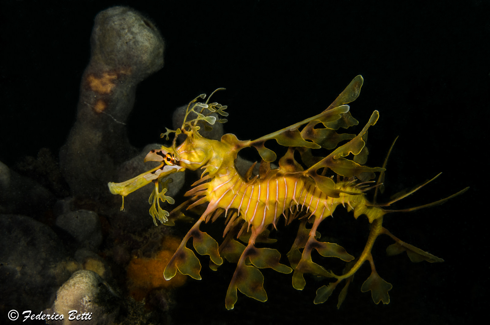 NELLA TANA DEL DRAGO - Alla ricerca del Leafy seadragon, Phycodurus ...