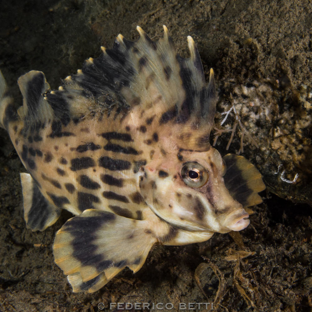 ALLA SCOPERTA DELLA PATAGONIA CILENA – Spedizione 2019 - Federico Betti