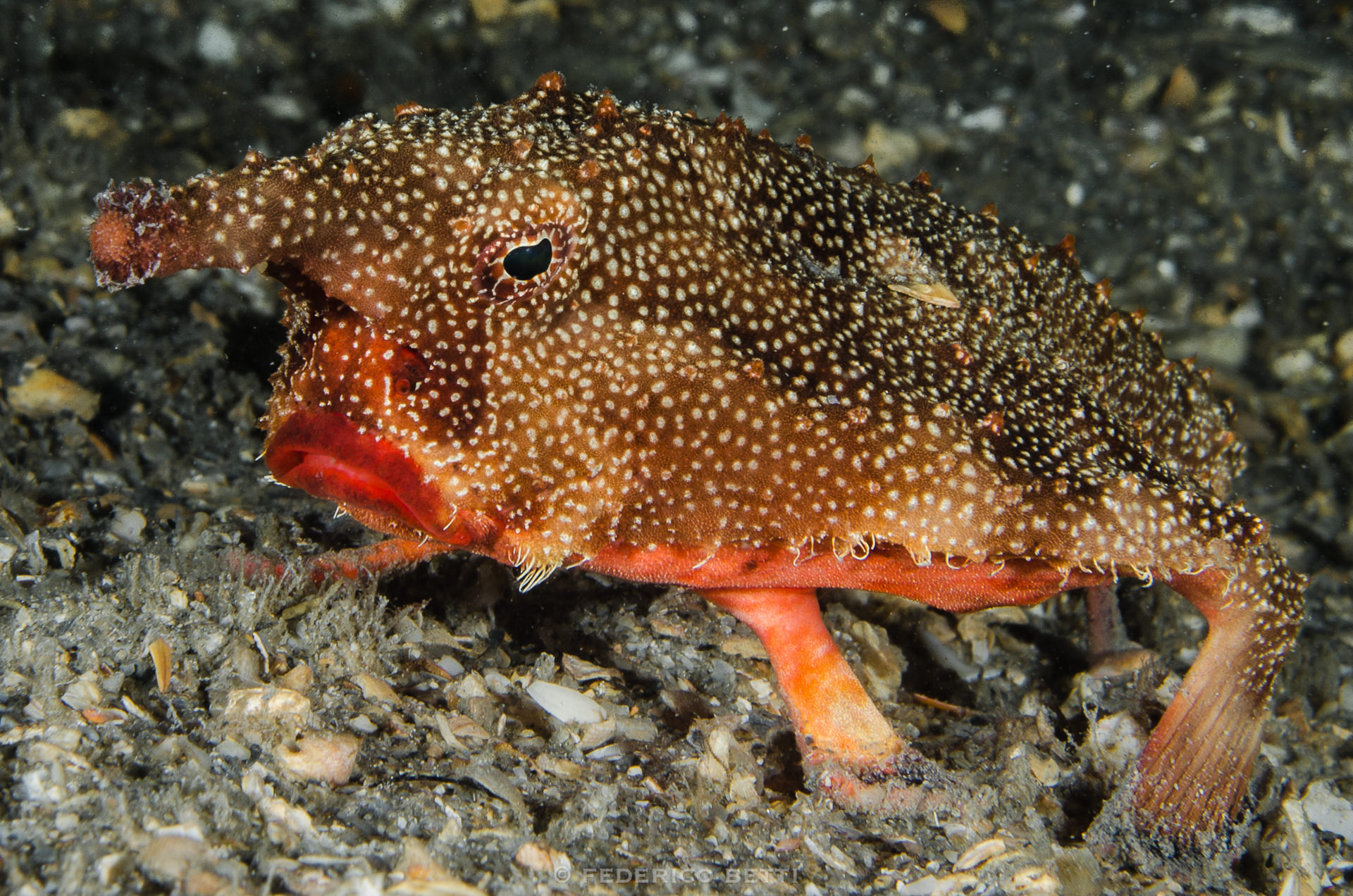 BATS UNDER THE BRIDGE - Gli assurdi Ogcocephalidae - Federico Betti