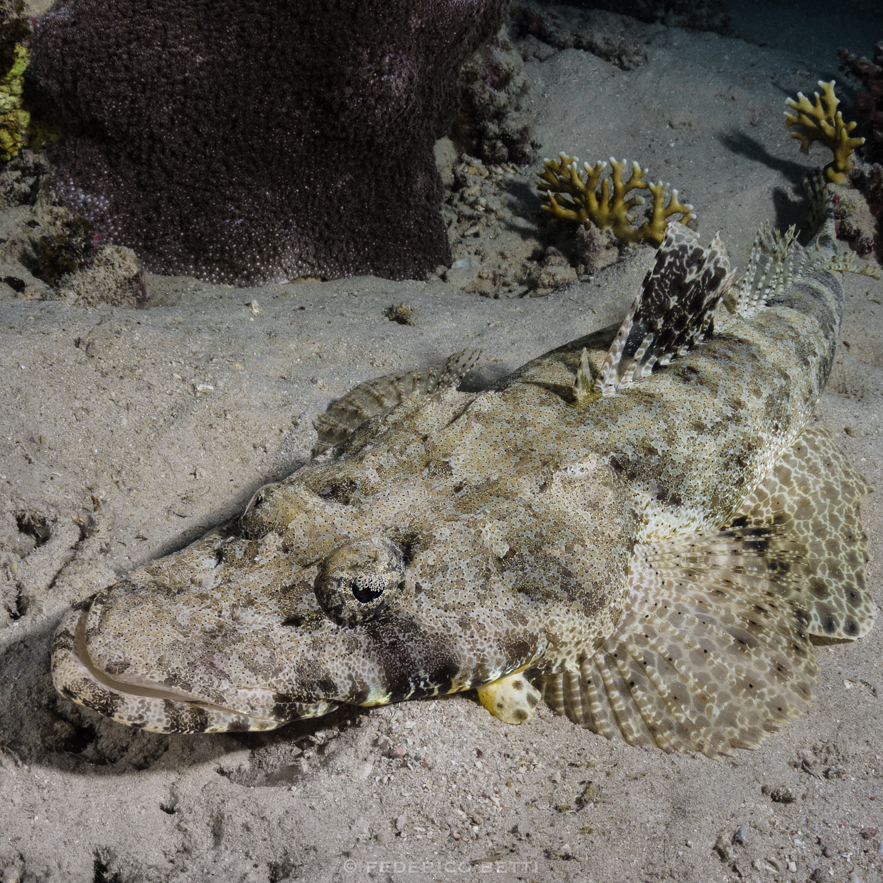 NOMEN OMEN - Federico Betti